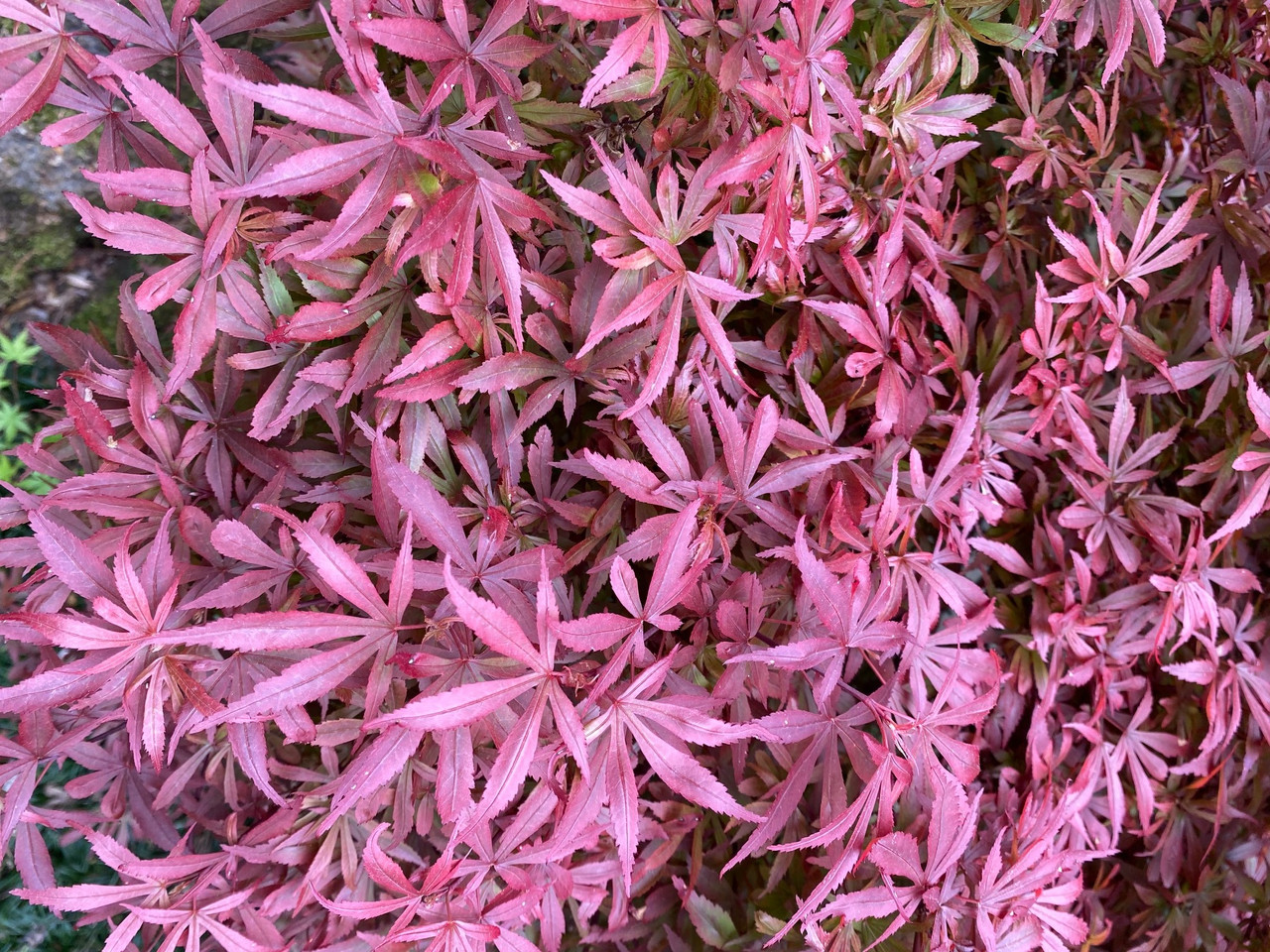 Japanese Maple 'Shaina' 2 Gallon - Cofer's Home & Garden