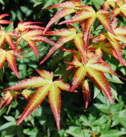 Japanese Maple 'Kiyohime' 2 Gallon - Cofer's Home & Garden