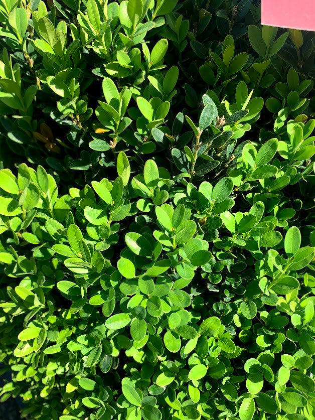 Boxwood English Dwarf 2 Gallon - Cofer's Home & Garden