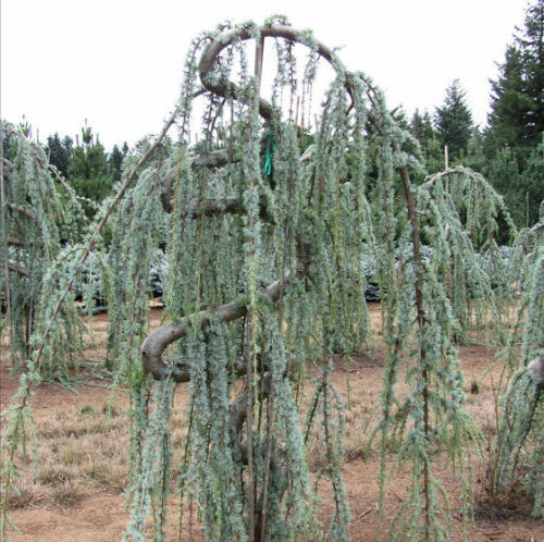 Cedar Atlas Pendula Serpentine 5 Gallon - Cofer's Home & Garden