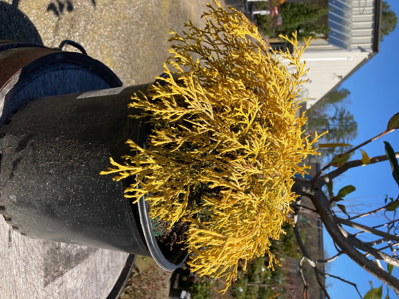 False Cypress 'King's Gold' #1 - Cofer's Home & Garden