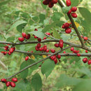 SPICEBUSH #1 - Cofer's Home & Garden