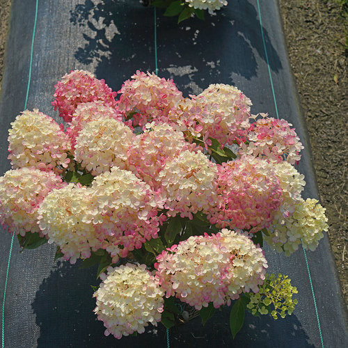 Hydrangea Fire Light Tidbit® 3 Gallon - Cofer's Home & Garden