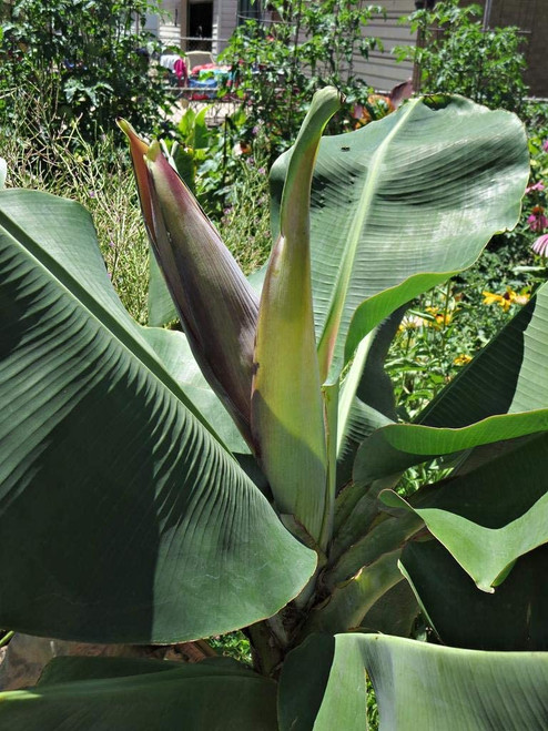 Banana Little Prince-Hardy #3 - Cofer's Home & Garden