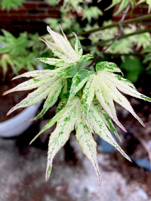 Japanese Maples