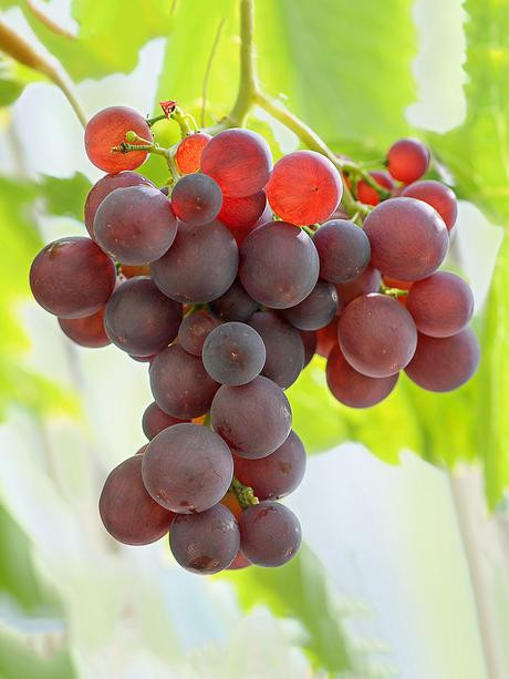 Grape Red Seedless 1 Gallon - Cofer's Home & Garden