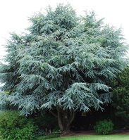 Cedar Atlas Pendula Serpentine 5 Gallon - Cofer's Home & Garden