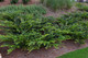 Distylium 'Linebacker' 3 Gallon - Cofer's Home & Garden