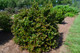 Distylium 'Linebacker' 3 Gallon - Cofer's Home & Garden