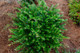 Distylium 'Linebacker' 3 Gallon - Cofer's Home & Garden