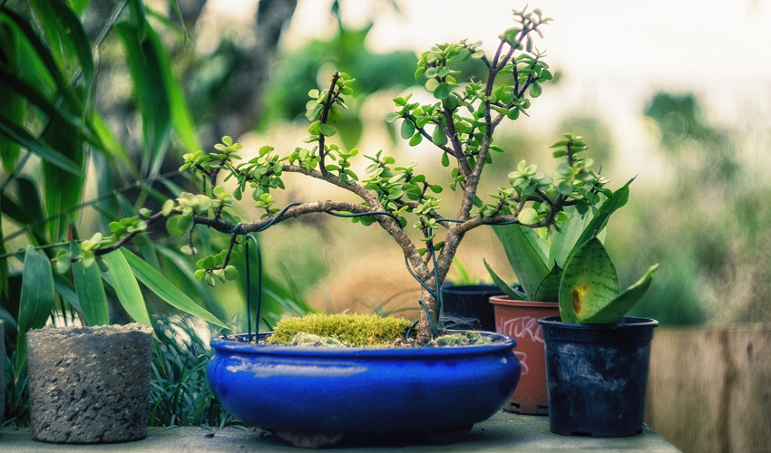 Bonsai Basics for Beginners - Cofer's Home & Garden