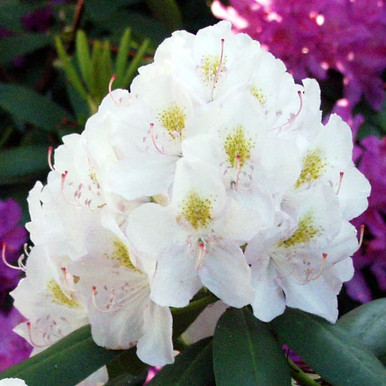 Rhododendron Catawbiense Album 2 Gallon - Cofer's Home & Garden