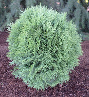 Arborvitae 'Tom Thumb' 3 Gallon - Cofer's Home & Garden