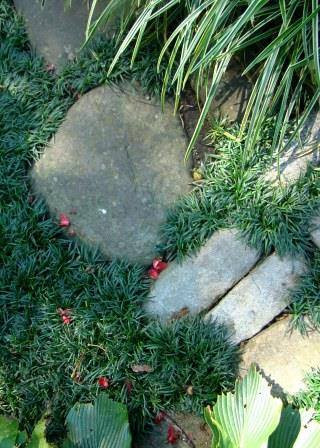 Grass Mondo Dwarf 3.5inch - Cofer's Home & Garden