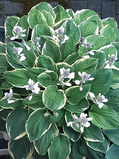 Hosta 'Christmas Tree' 1 Gallon - Cofer's Home & Garden