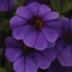 Calibrachoa Deep Blue 4.3 Inch - Cofer's Home & Garden