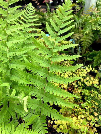 Fern Eastern Wood 1 Gallon - Cofer's Home & Garden