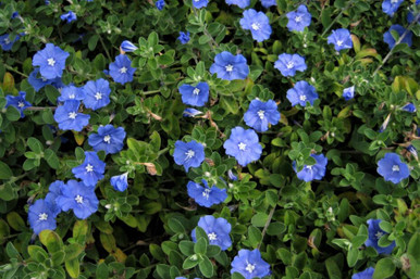 Dwarf Morning Glory 'Blue Daze' 1 Gallon - Cofer's Home & Garden