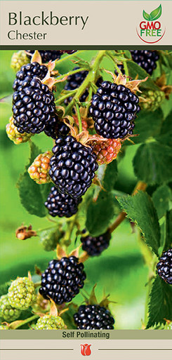Blackberry Chester 1PP - Cofer's Home & Garden