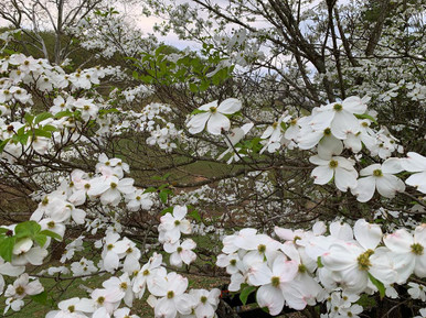 Dogwood 'Appalachian Spring' #5 - Cofer's Home & Garden