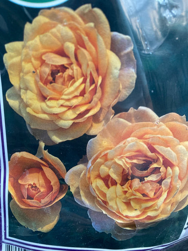 ROSE FOREVER AMBER WEEKS - Cofer's Home & Garden