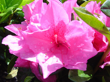 Azalea 'Pink Ruffle' #3 - Cofer's Home & Garden