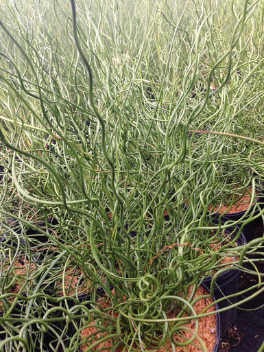 Juncus ' BIG TWISTER' #1 - Cofer's Home & Garden