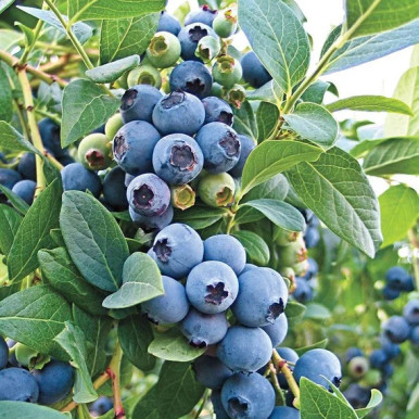 Blueberry O'NEAL #1 - Cofer's Home & Garden
