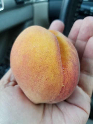Peach AUGUST LADY. SEMI-DW #3 - Cofer's Home & Garden