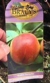 Nectarine SUNLITE #5 - Cofer's Home & Garden