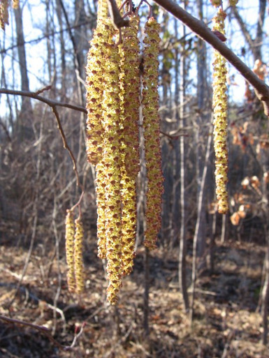Smooth Alder #1 - Cofer's Home & Garden