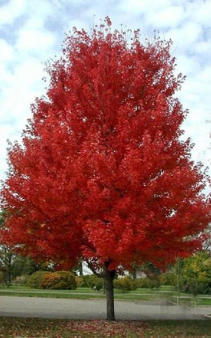 Maple Summer Red #30 - Cofer's Home & Garden