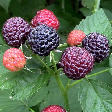 Raspberry Jewel Black 3 Gallon - Cofer's Home & Garden