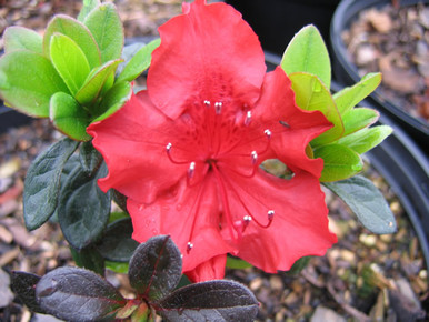 Azalea Girards Hot Shot #1 - Cofer's Home & Garden