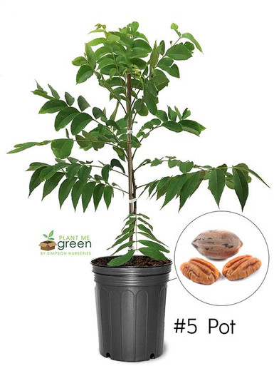 Pecan Stuart 5 Gallon - Cofer's Home & Garden