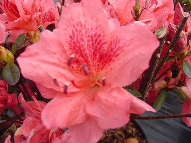 Azalea 'Fashion' #1 - Cofer's Home & Garden