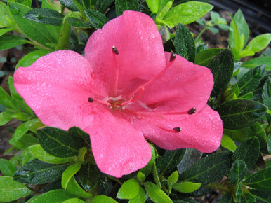 Azalea 'Chinzan' #3 - Cofer's Home & Garden