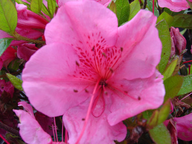 Azalea 'Rene Michelle' #3 - Cofer's Home & Garden