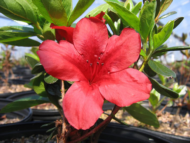 Azalea 'Midnight Flare' #3 - Cofer's Home & Garden