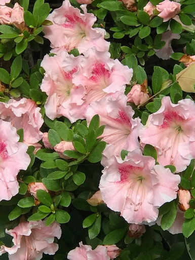 Azalea 'Gumpo Pink' #3 - Cofer's Home & Garden