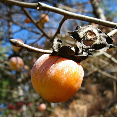 Persimmon Native American #3 - Cofer's Home & Garden