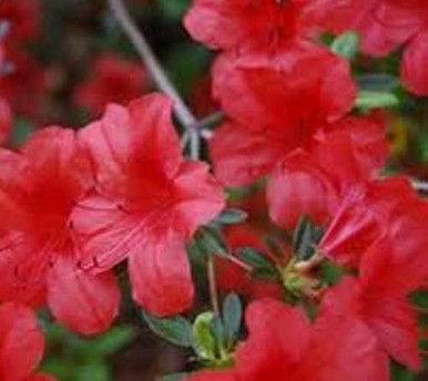Azalea 'Red Formosa' #3 - Cofer's Home & Garden