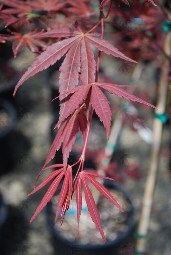 Japanese maple 'DRAGON TEARS' #3 - Cofer's Home & Garden