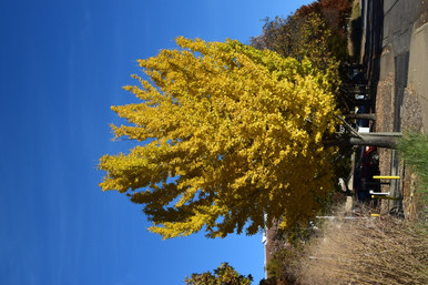 Ginkgo ' GOLDEN COLLONADE' #7 - Cofer's Home & Garden
