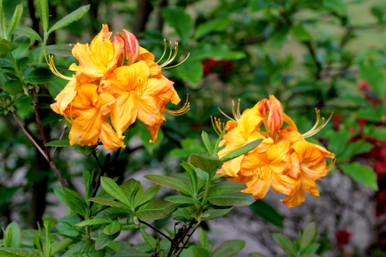 AZALEA NATIVE FLAME #7 - Cofer's Home & Garden