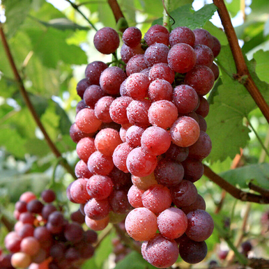 Grape Flame Red Seedless #3 - Cofer's Home & Garden