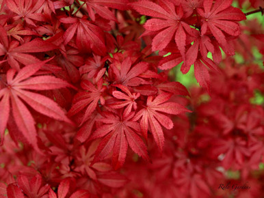 Japanese maple 'Winters Columnar Red' #3 - Cofer's Home & Garden