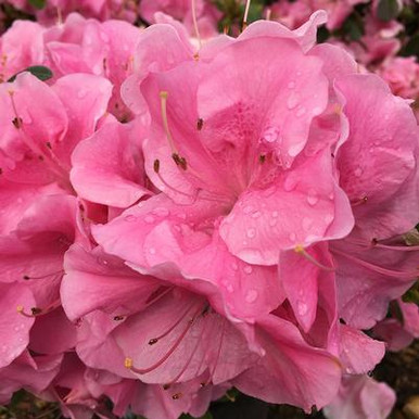 Azalea Bloom-A-Thon® Pink Adoration™ #3 - Cofer's Home & Garden