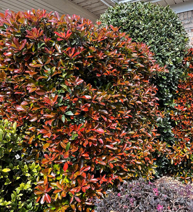 Cleyera japonica #2 - Cofer's Home & Garden