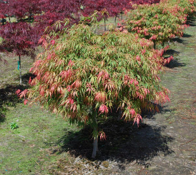 Japanese maple 'Spring Delight' #35 - Cofer's Home & Garden